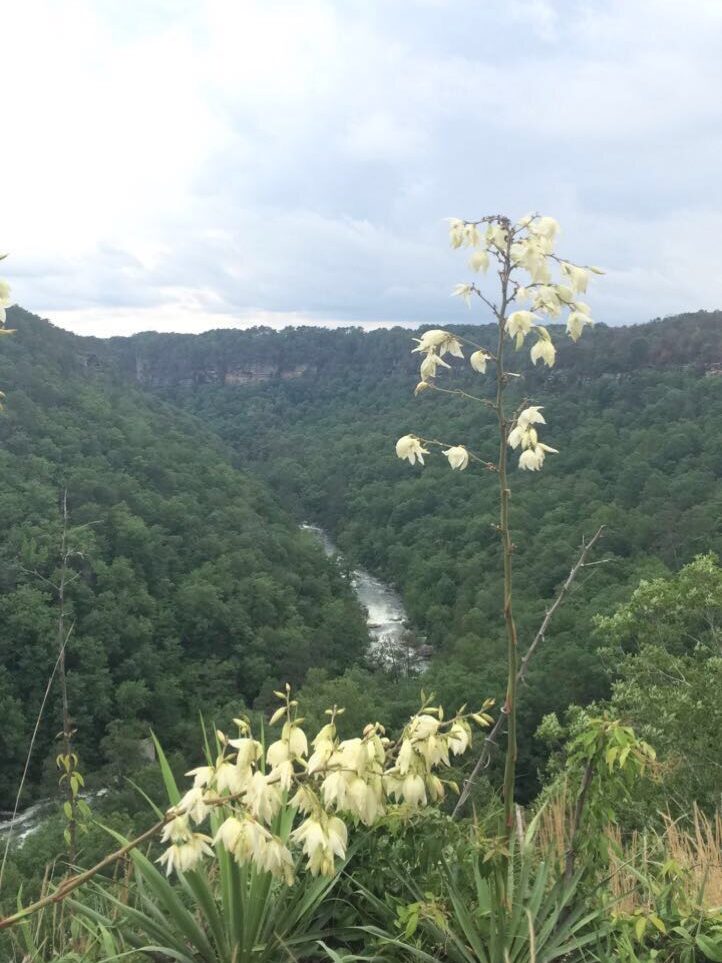 3 gorgeous overlook views in Northeast Alabama worth the drive - Hville ...