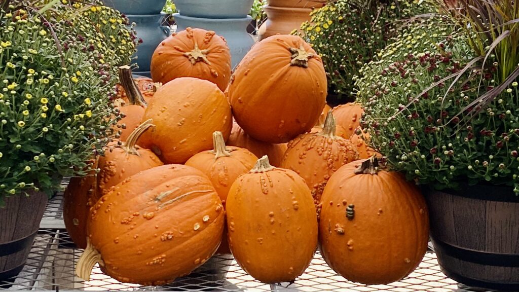 3 amazing pumpkin patch experiences in Huntsville - Hville Blast