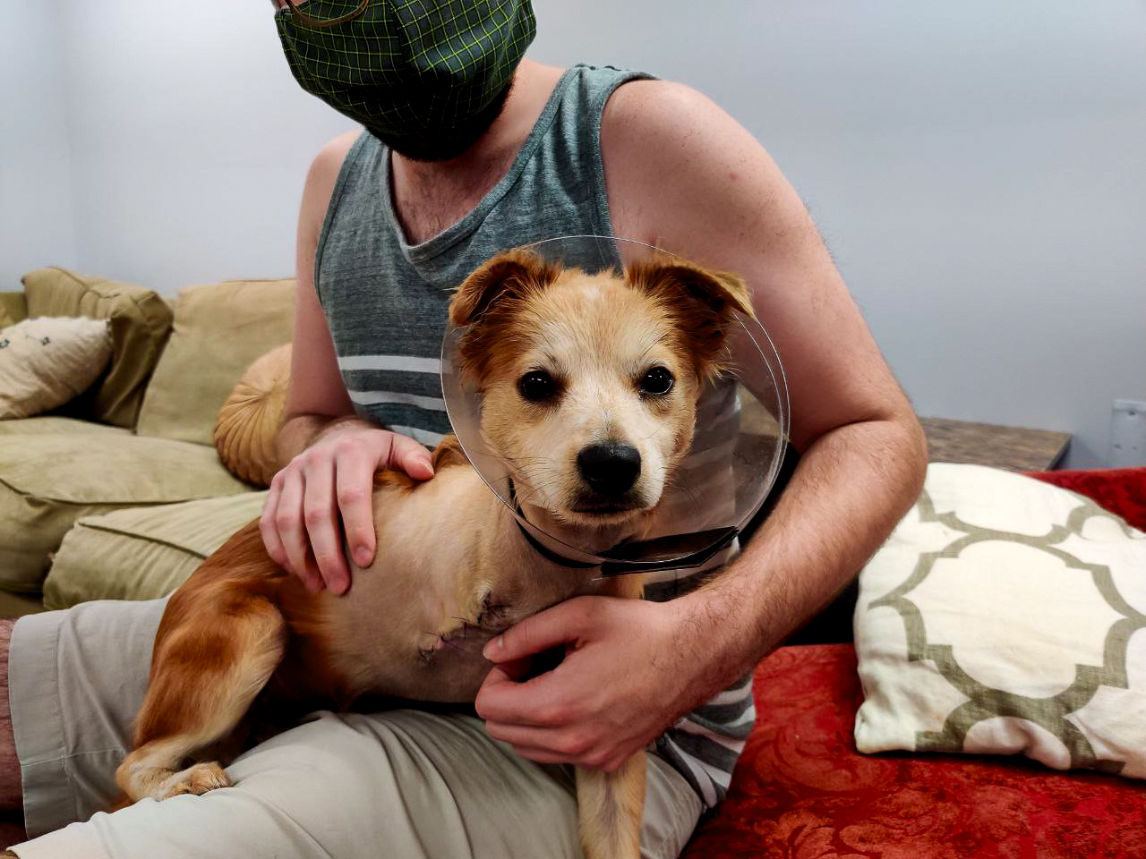 It's kitten and puppy season, here's where you can adopt now - Hville Blast