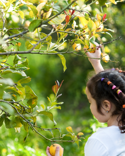 Fruit Detectives: Garden Fruits of the Summer | August Seeds to Sprouts ...